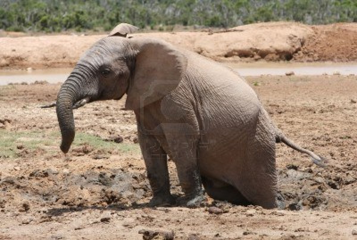 Walking Through Treacle – Connected Coaching